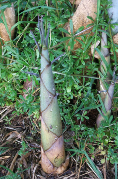 Borinda papyrifera CS1046 | Bamboo Society GB